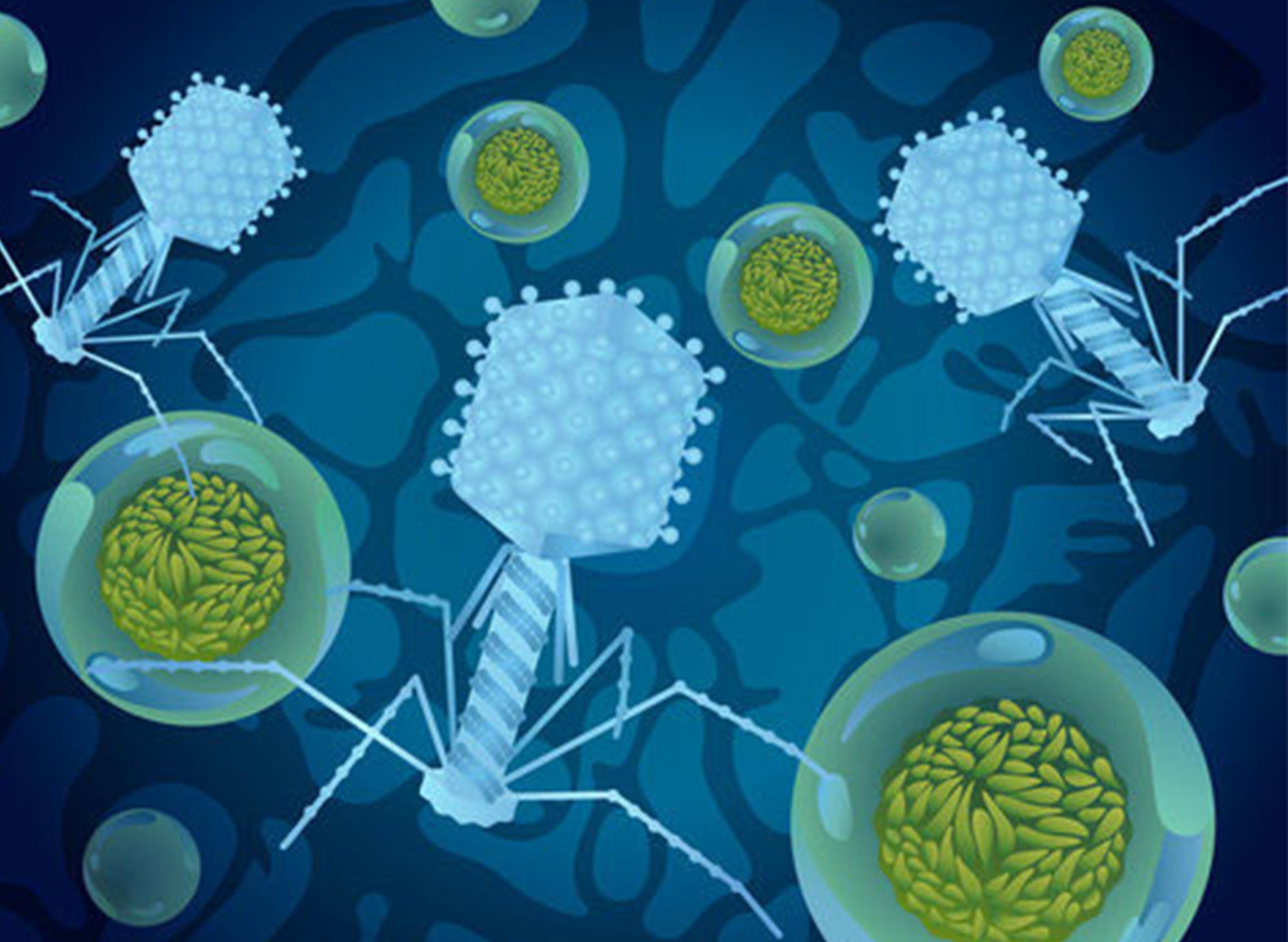 Phage production | NuCLEANase® | c-LEcta GmbH